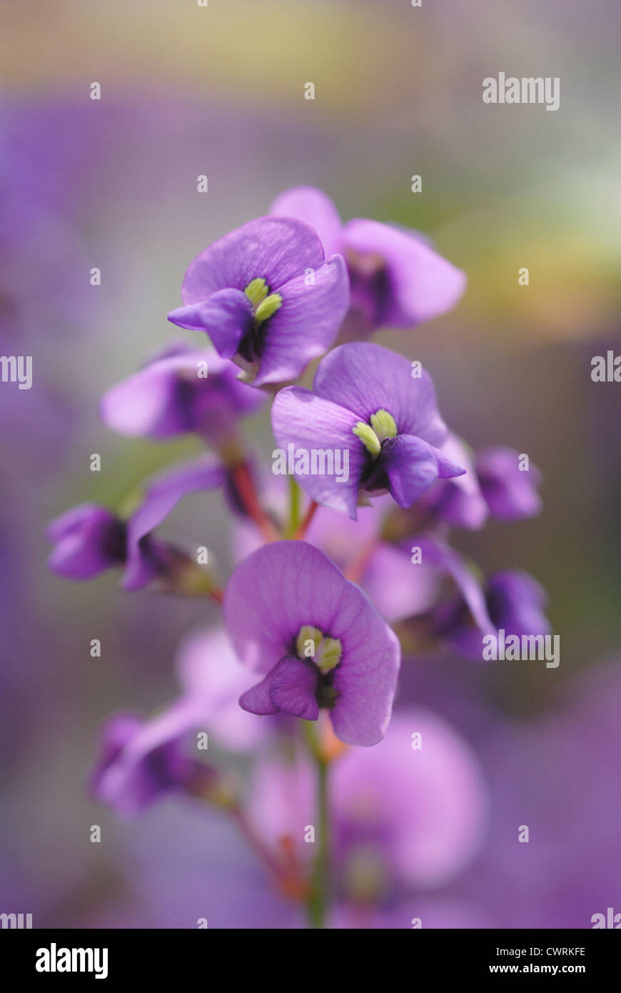 Hardenbergia violacea, Sarsaparilla, Australian Stock Photo - Alamy