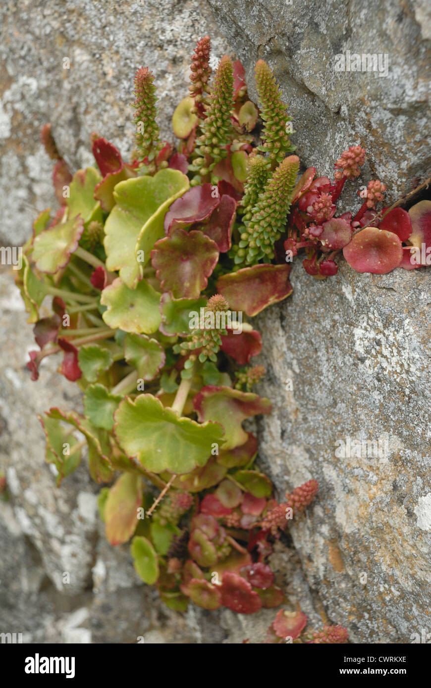 Umbilicus rupestris, Navelwort Stock Photo - Alamy