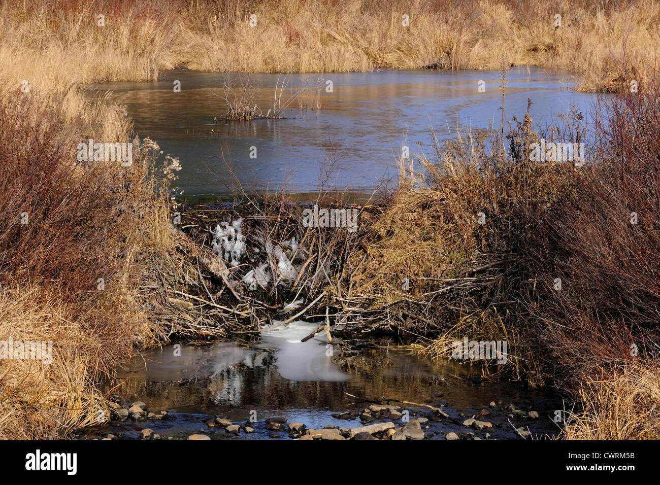 Swanson Creek with beaver dam in late autumn, Riding Mountain National ...