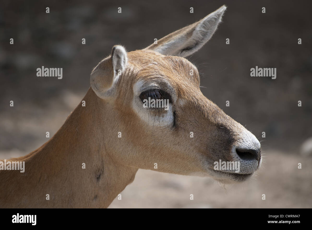 Female blackbuck, (Antilope cervicapra), antelope species native to the ...