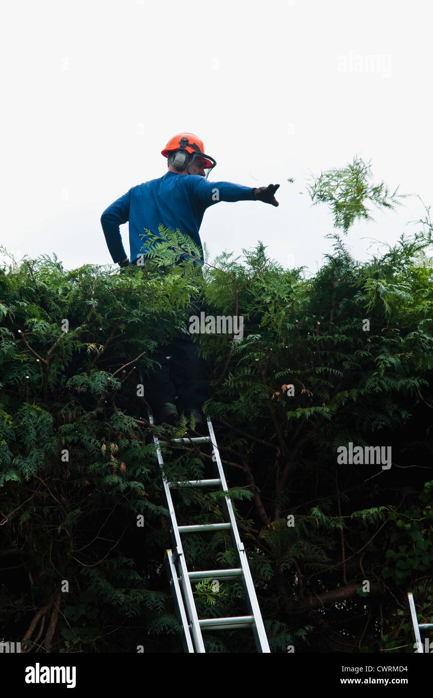 High hedges hi-res stock photography and images - Alamy
