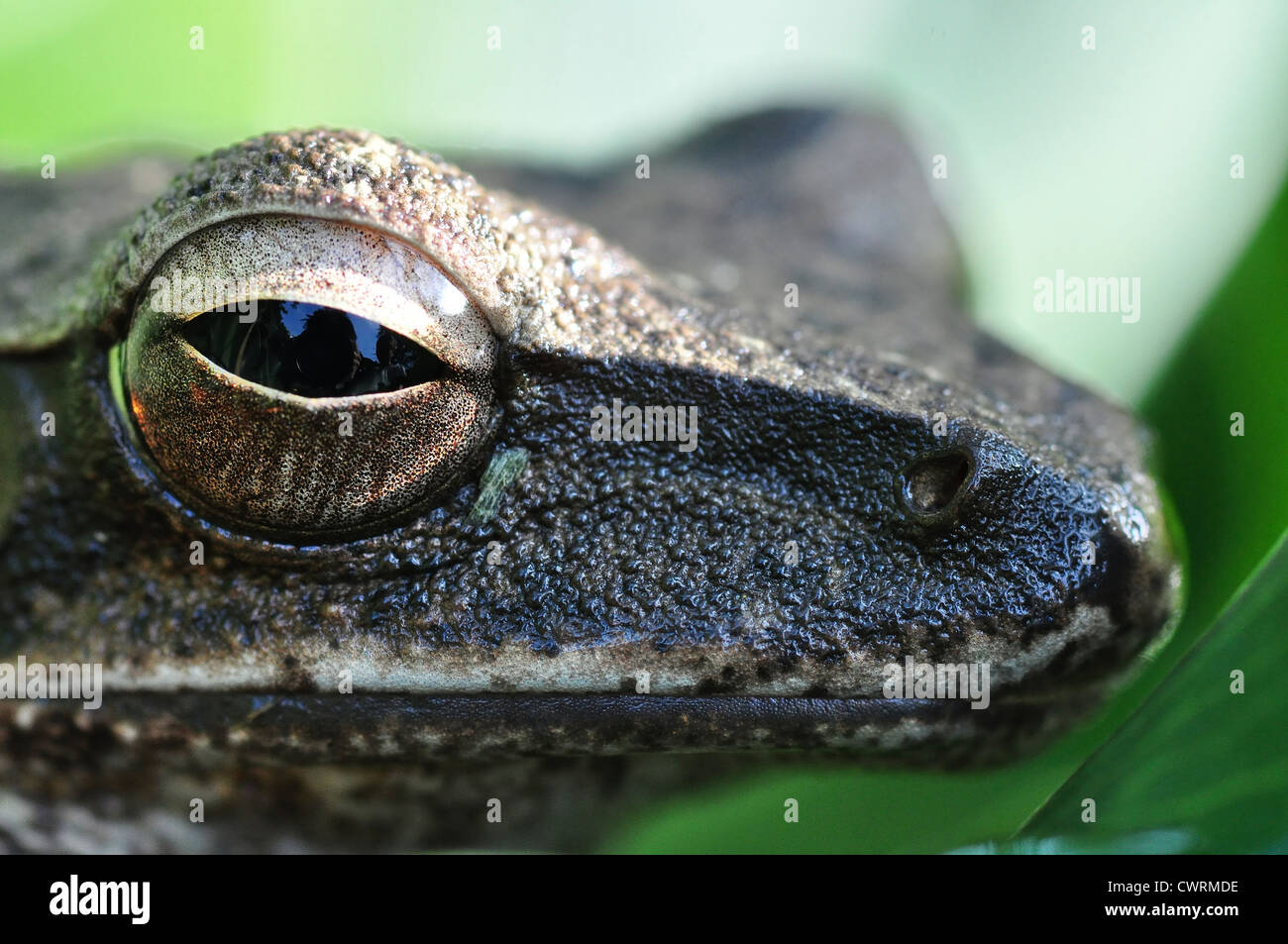 A Portrait of a Frog Stock Photo - Alamy
