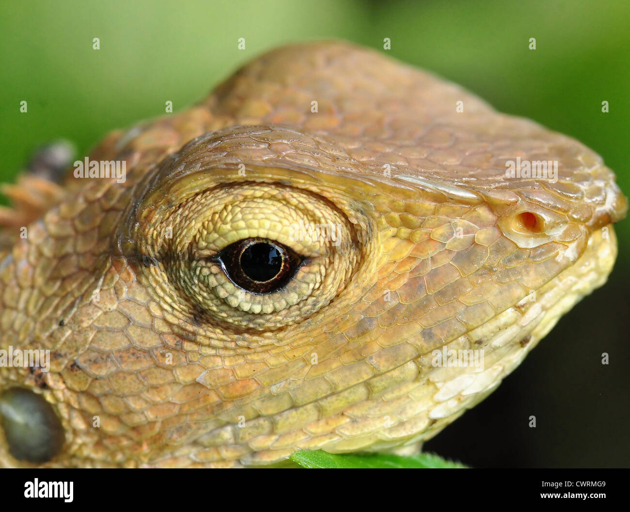 A Portrait of a Monitor Lizard Stock Photo - Alamy