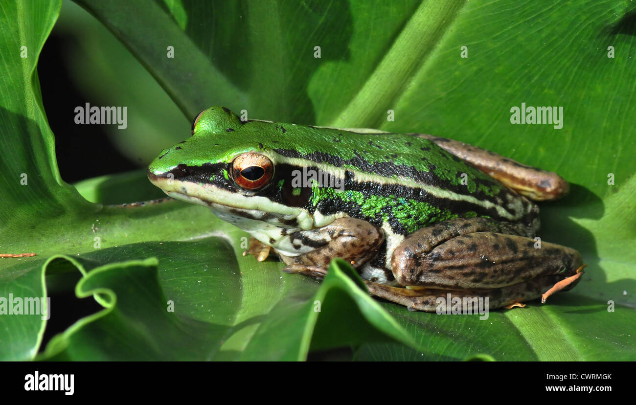 A Green Tree Frog Stock Photo - Alamy