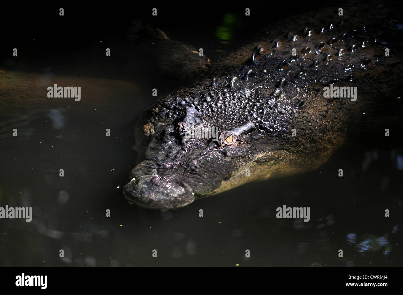 An Evil Looking Crocodile Stock Photo - Alamy