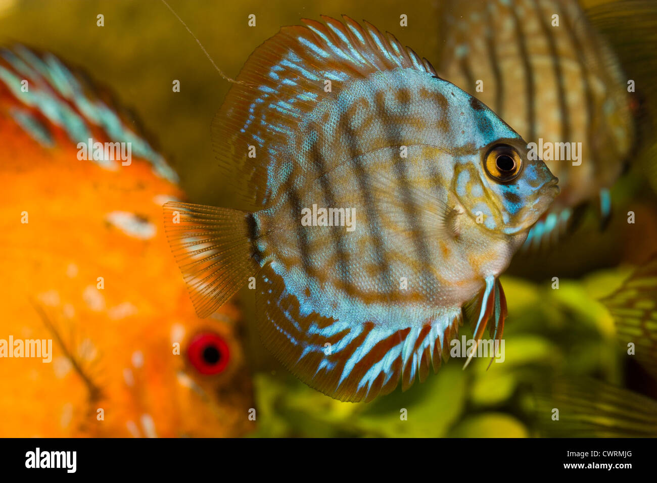 Discus fish in aquarium Stock Photo - Alamy