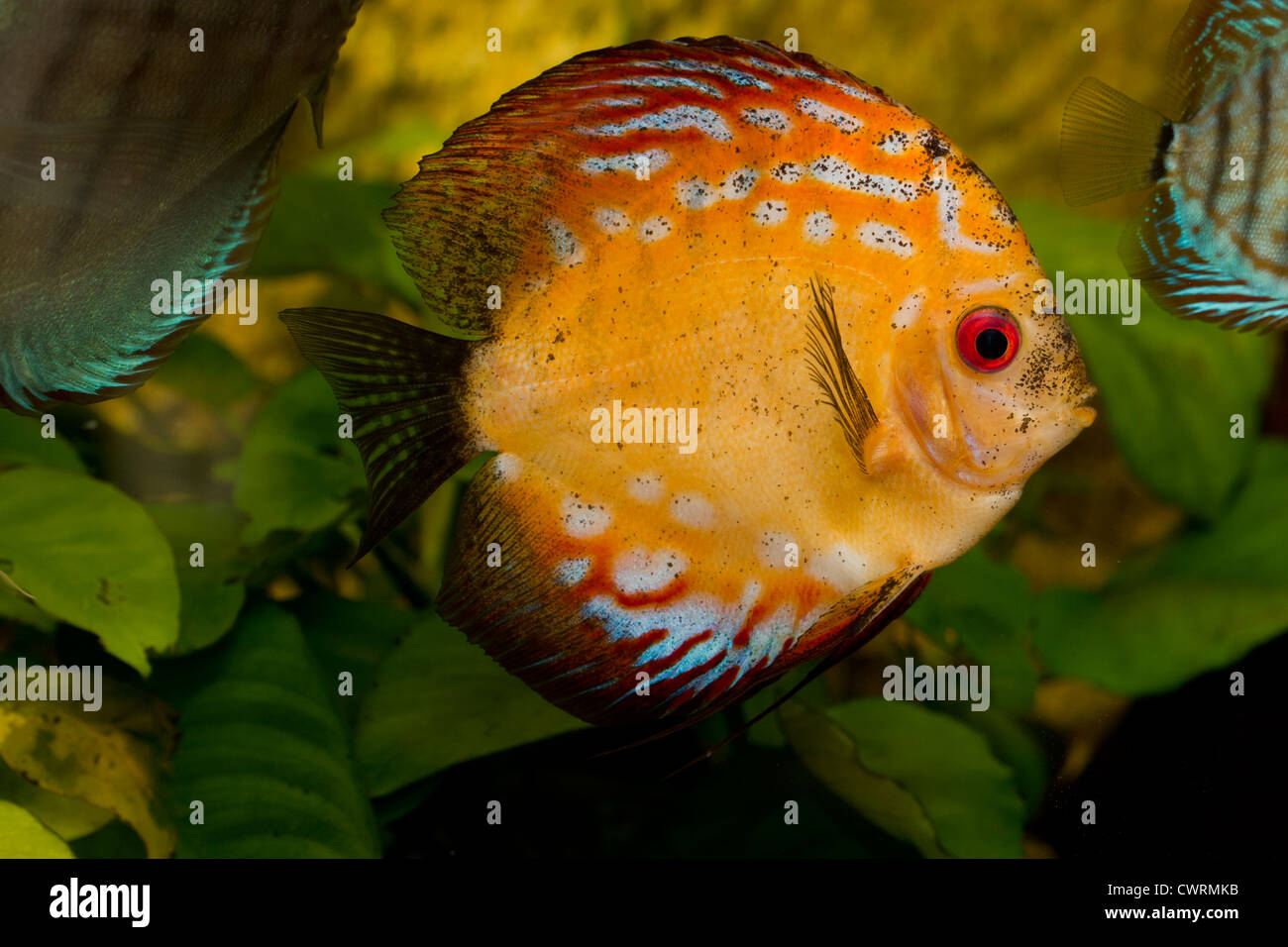 Discus fish in aquarium Stock Photo - Alamy