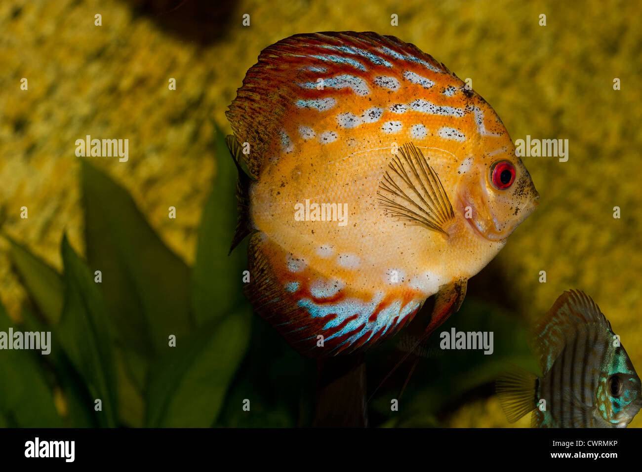 Discus fish in aquarium Stock Photo - Alamy