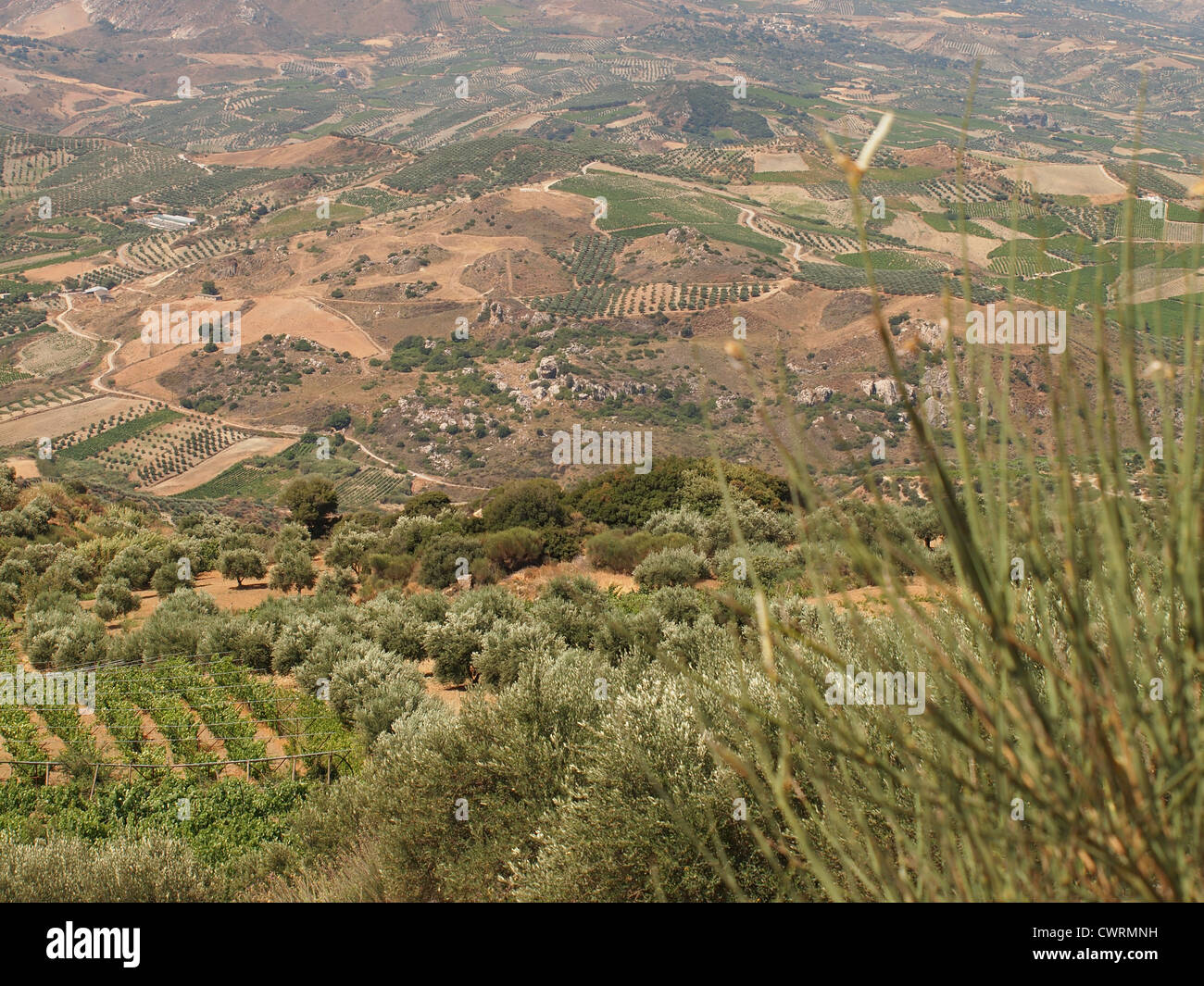 Olive terrace hi-res stock photography and images - Alamy