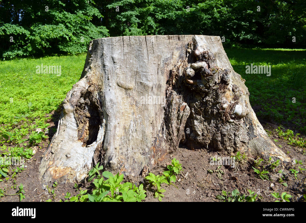 Big stump hi-res stock photography and images - Alamy