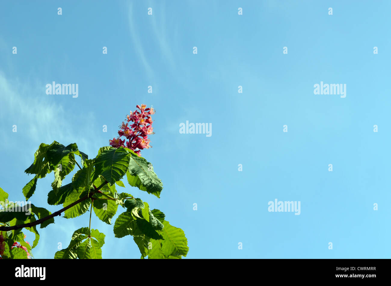 Red blooming beautiful conker trees on background of blue sky Stock ...