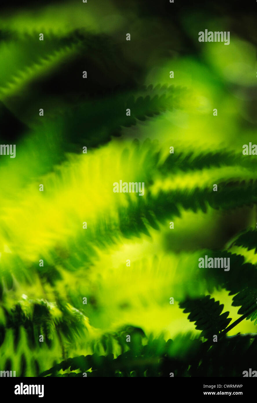 Single fern front hi-res stock photography and images - Alamy