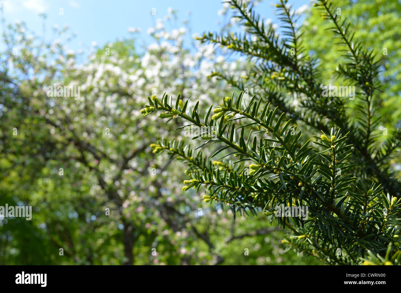 Growing yew branches closeup in spring. Blur blooming apple trees in ...