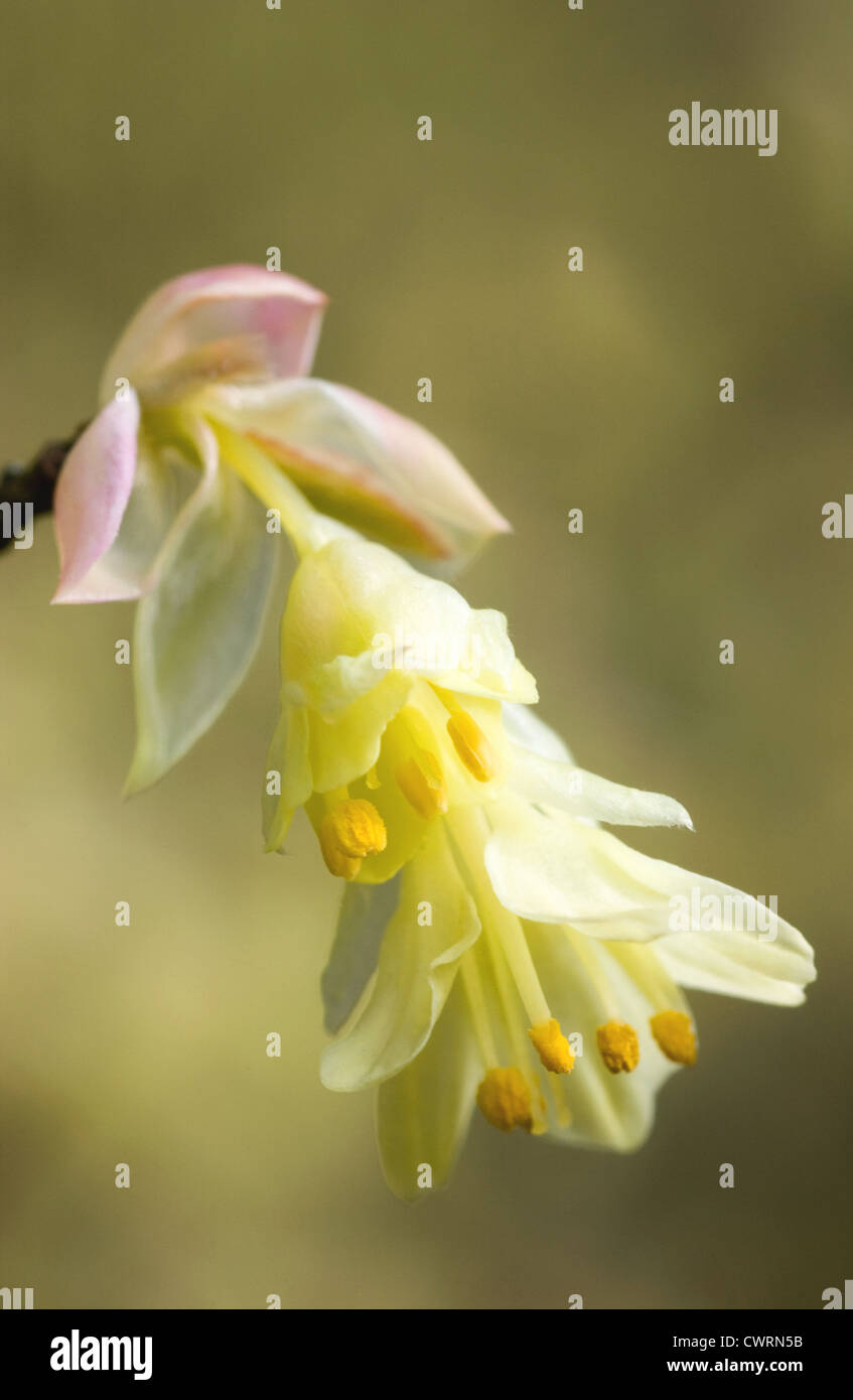 Corylopsis pauciflora, Hazel, Winter hazel Stock Photo - Alamy