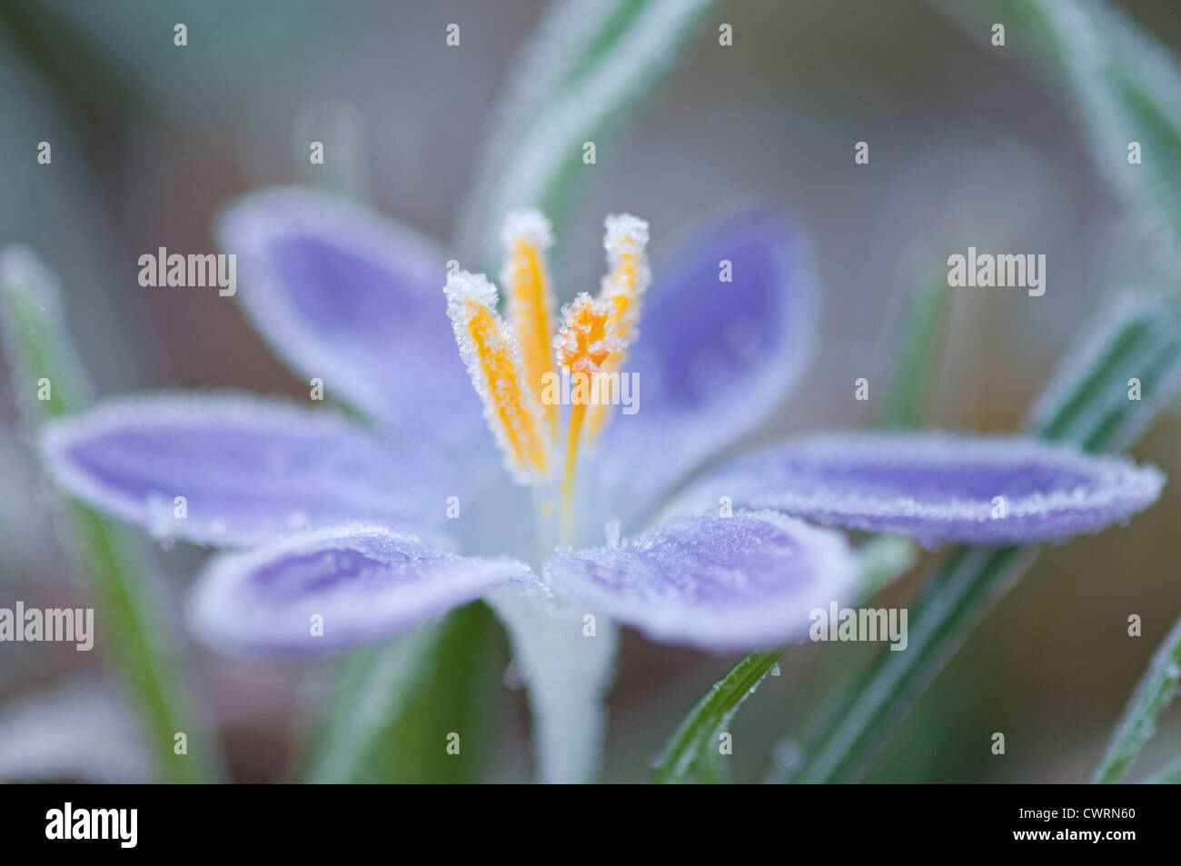 Crocus side view hi-res stock photography and images - Alamy