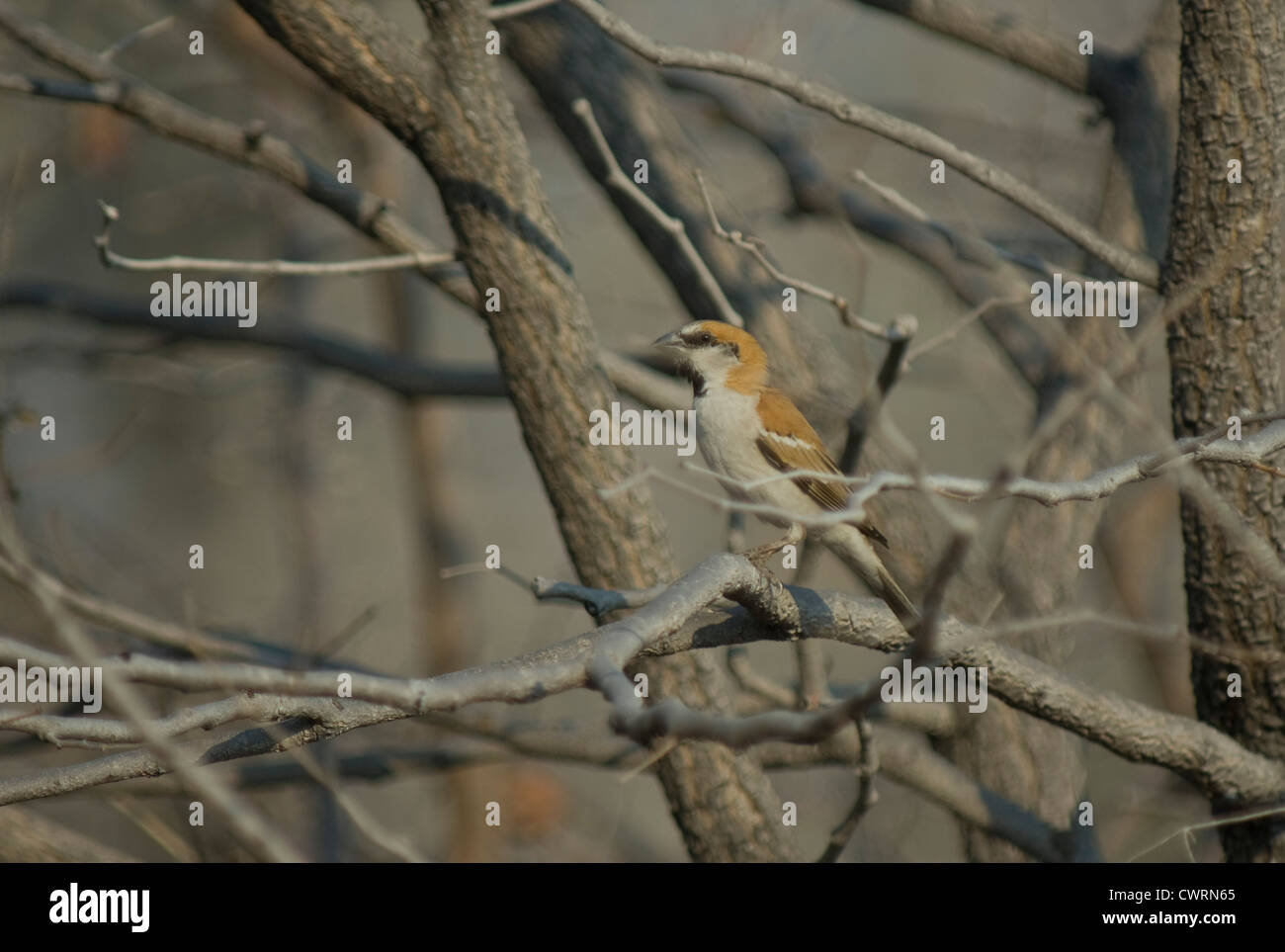 Great sparrow southern hi-res stock photography and images - Alamy
