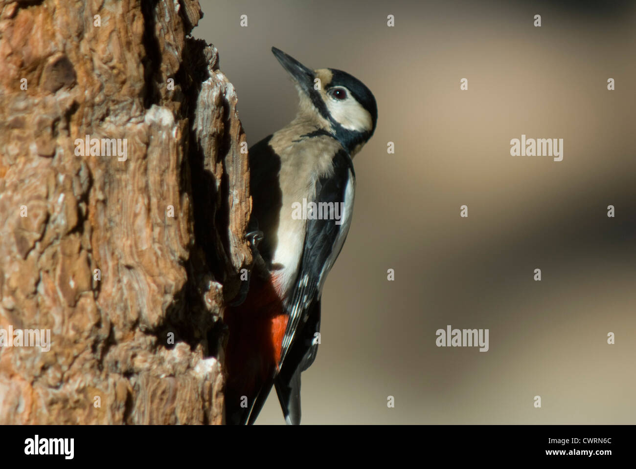 Dendrocopus major hi-res stock photography and images - Alamy