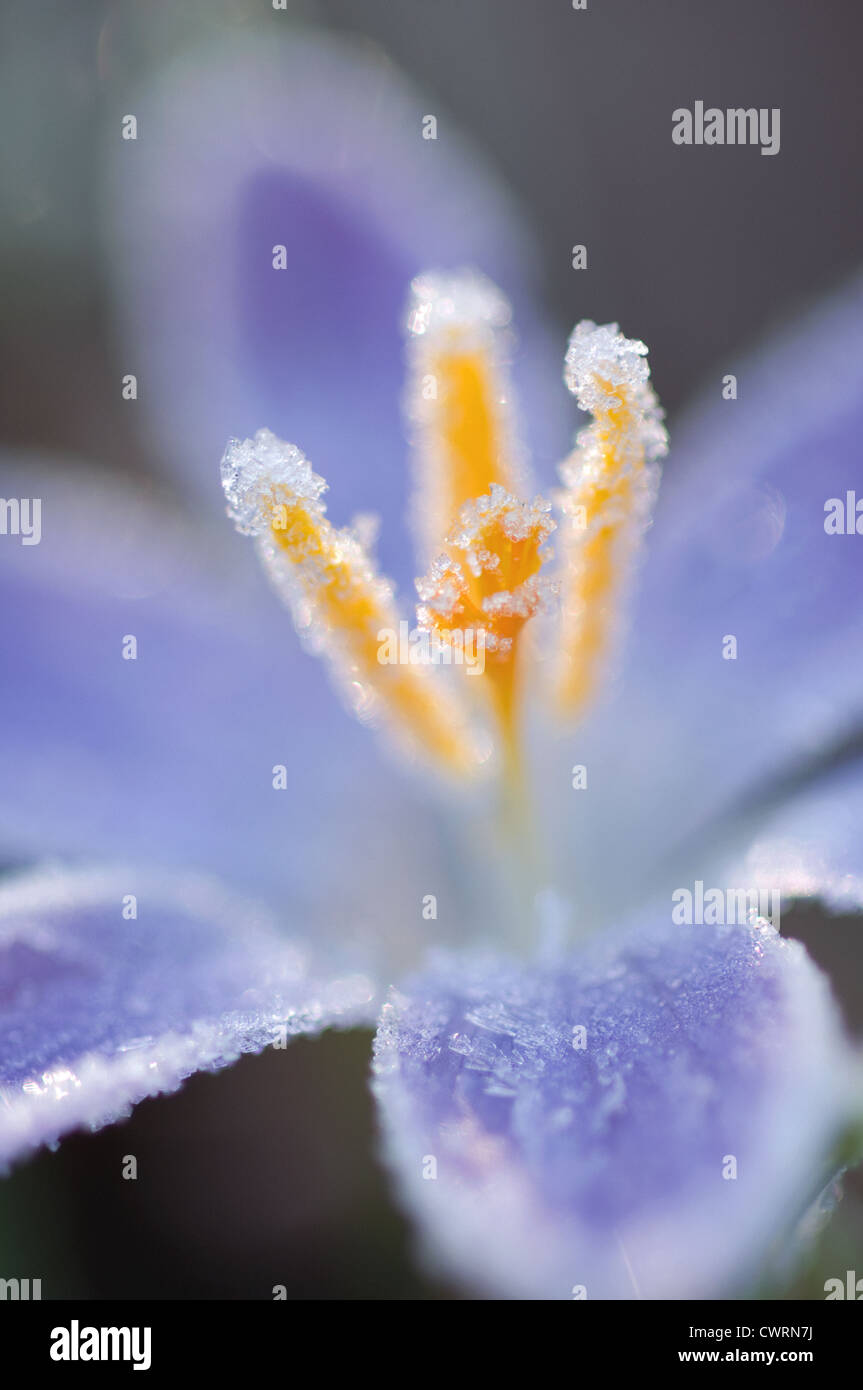 Daisy crocus hi-res stock photography and images - Alamy