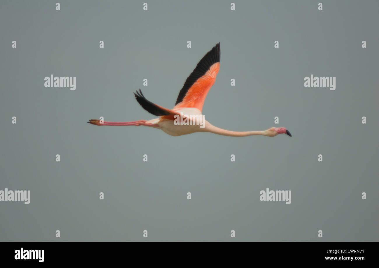 Flamingo flying camargue hi-res stock photography and images - Alamy