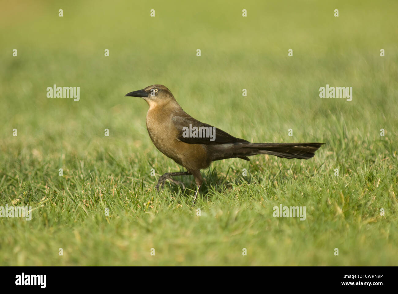 Mexican grackles hi-res stock photography and images - Alamy