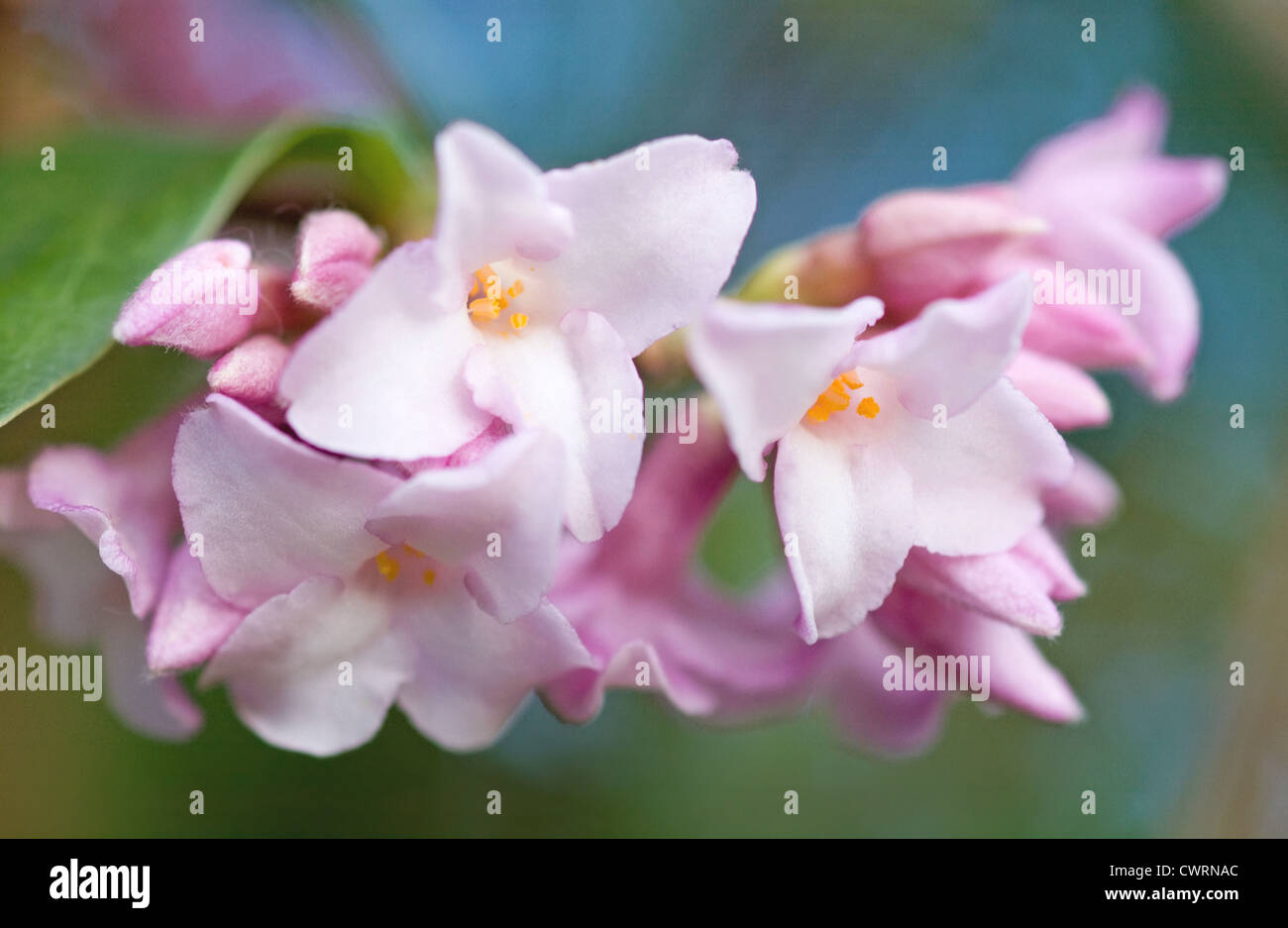 Daphne Flower High Resolution Stock Photography and Images - Alamy