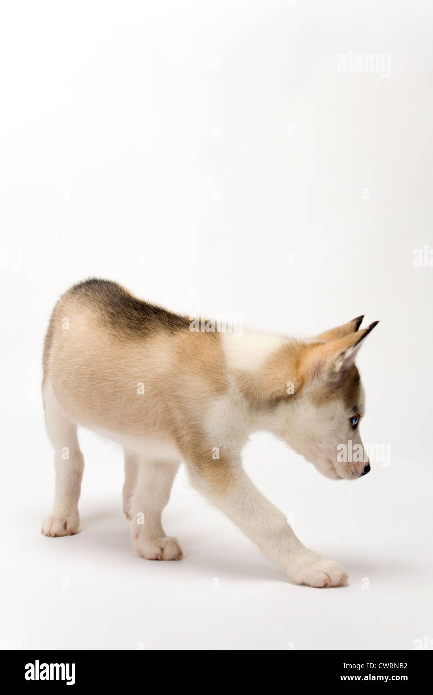 A cute young Husky dog puppy with piercing blue eyes walking ...