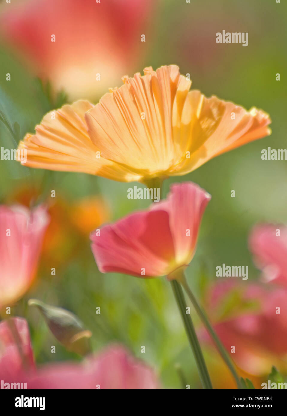 Eschscholzia californica, Poppy, Californian poppy Stock Photo - Alamy