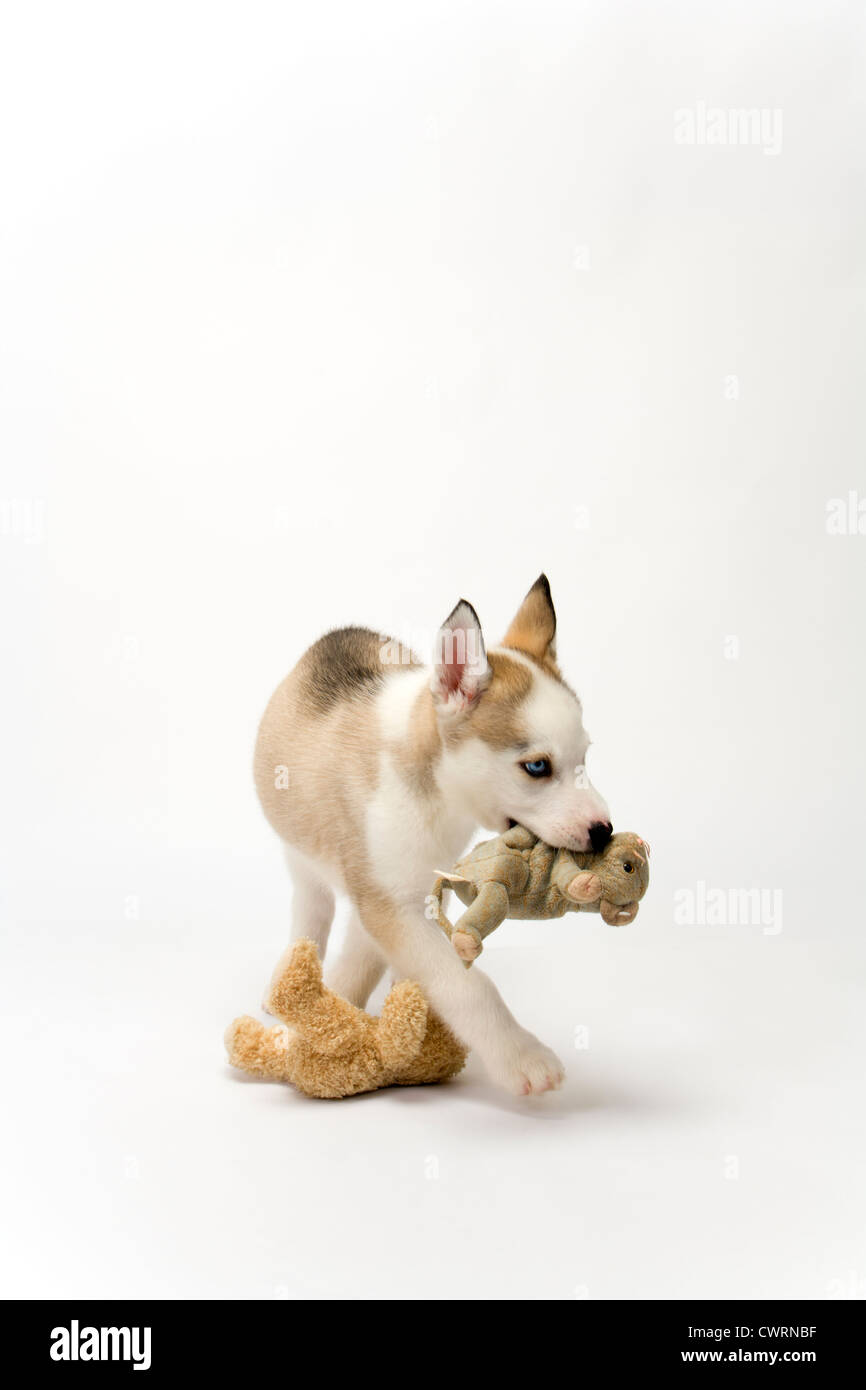 A cute young Husky dog puppy with piercing blue eyes walking ...