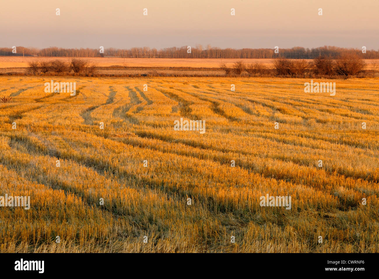 Stubblefields hi-res stock photography and images - Alamy