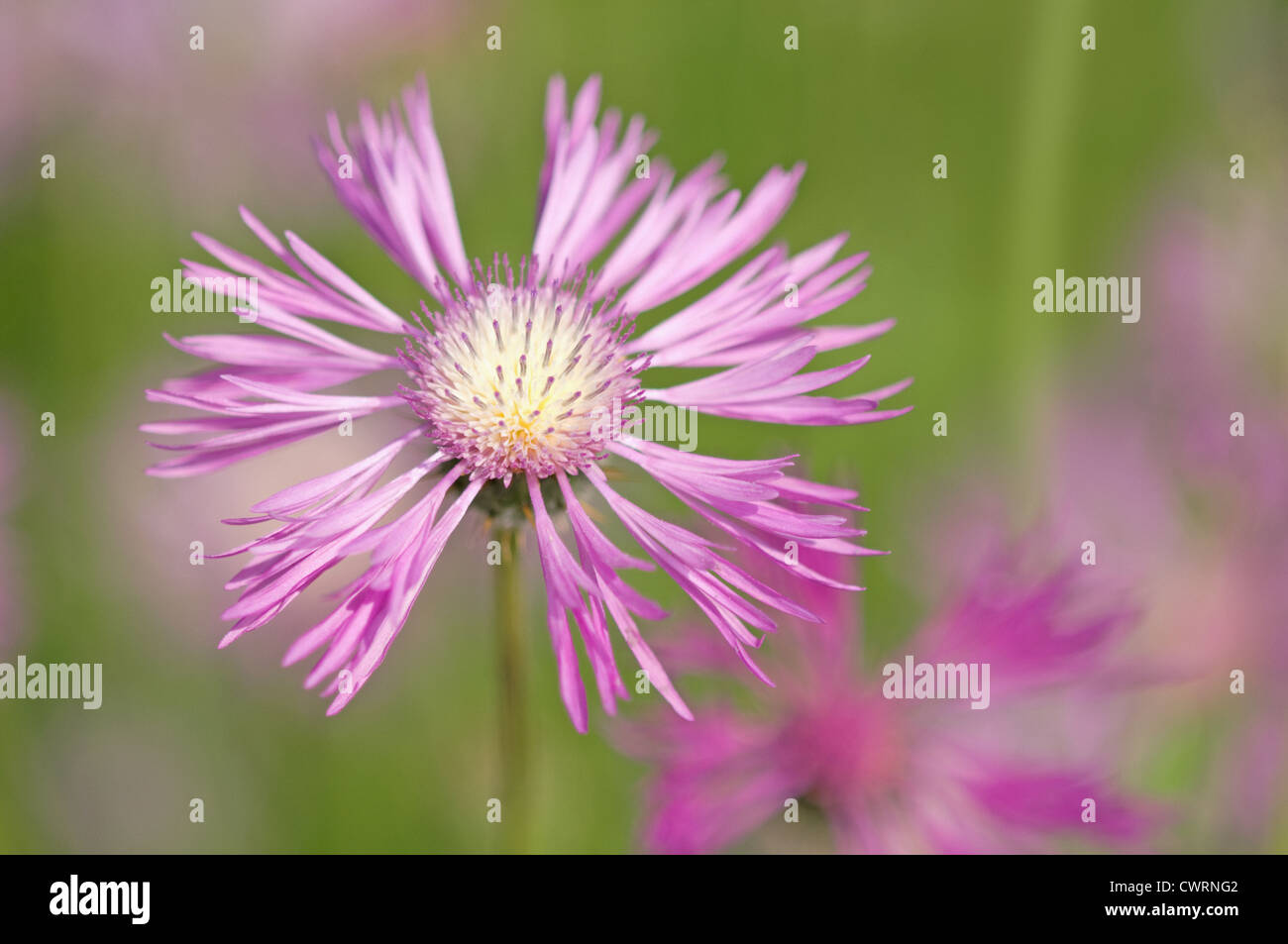 Knapweed species hi-res stock photography and images - Alamy