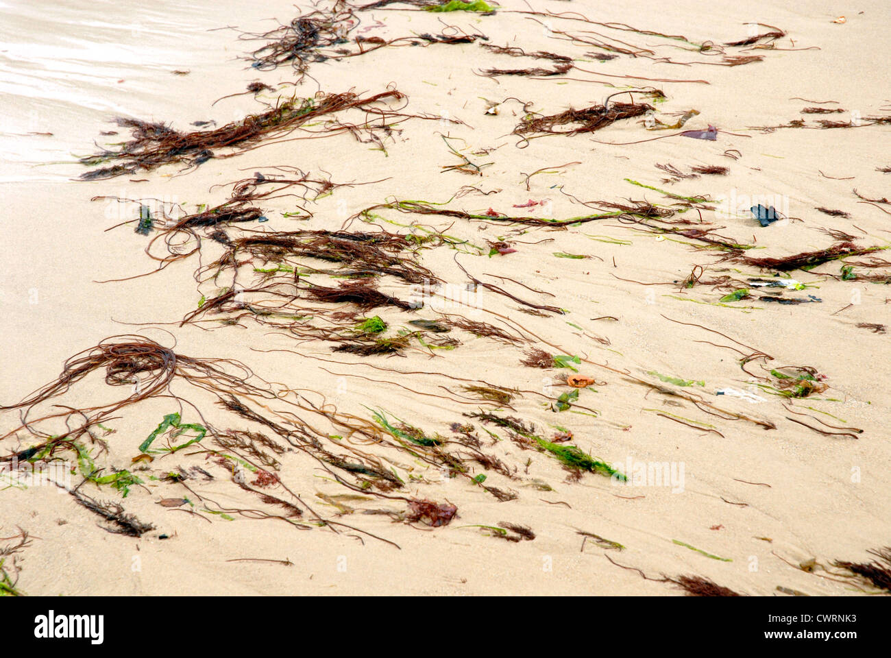 Seaweed strands hi-res stock photography and images - Alamy