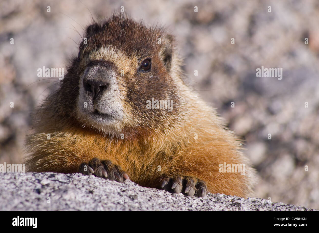 a yellow bellied marmot looks over a granite rock in the Sierra Nevada ...
