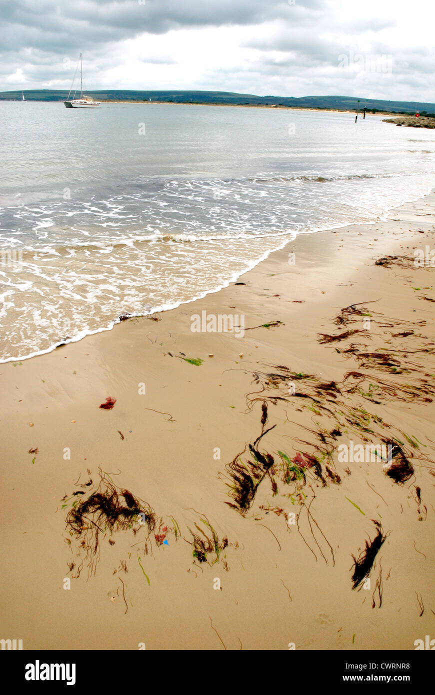 Strands of seaweed hi-res stock photography and images - Alamy