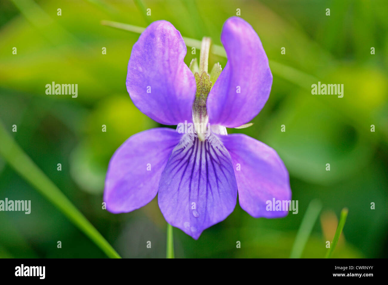 Violet subject hi-res stock photography and images - Alamy