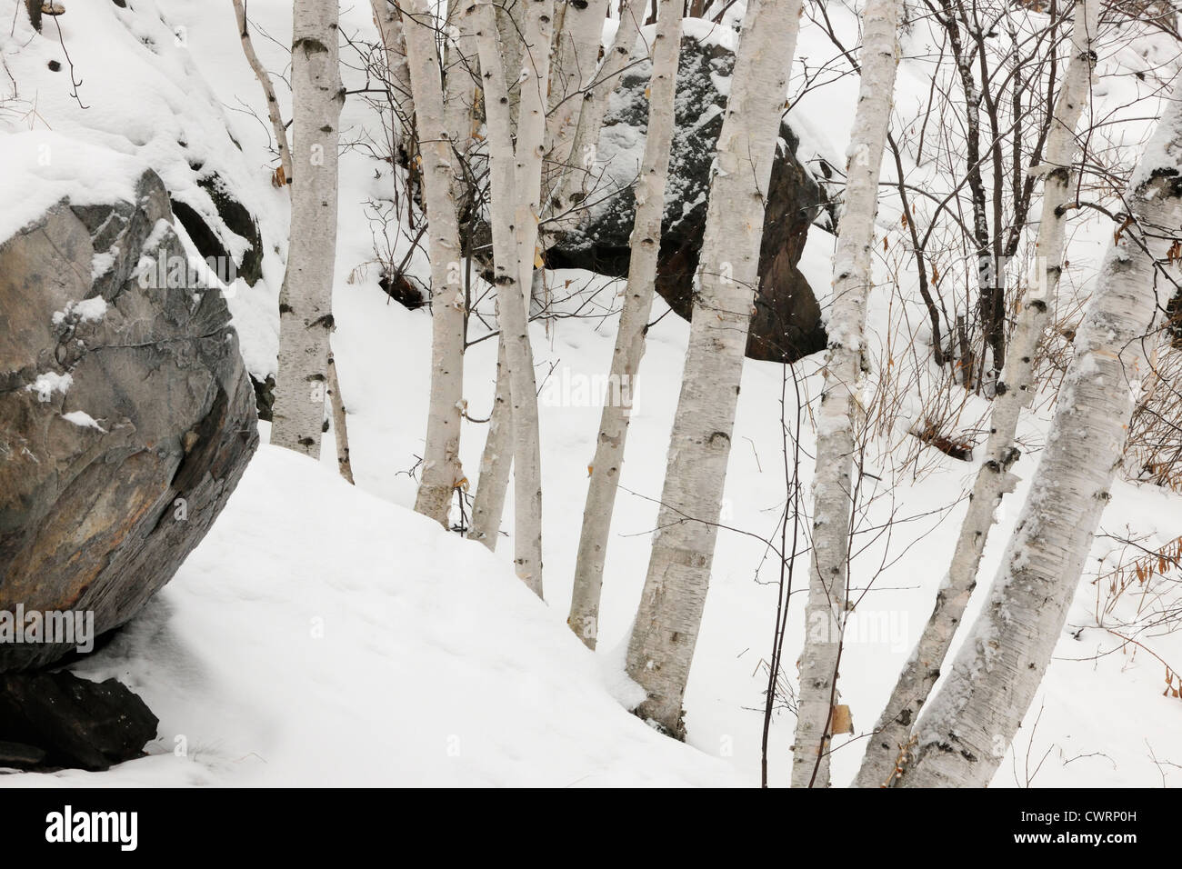 Woodland hillside snow scene on hi-res stock photography and images - Alamy