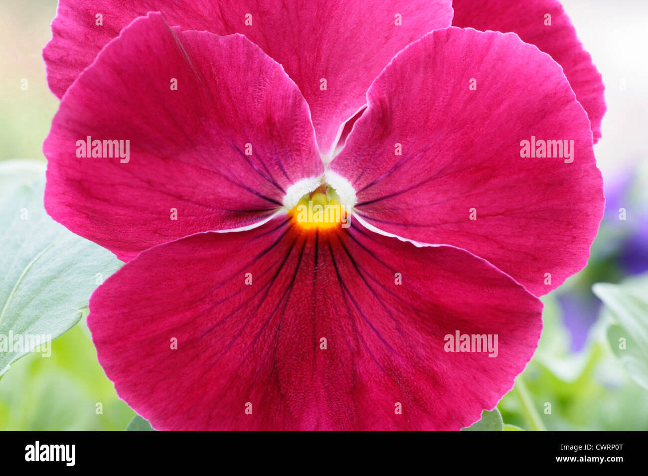 Viola plant in front hi-res stock photography and images - Alamy