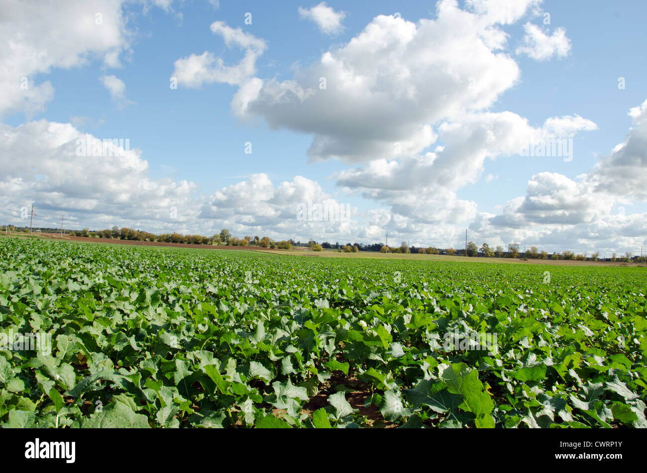 Rape rapeseed agriculture field in autumn and sky with cumulus clouds ...