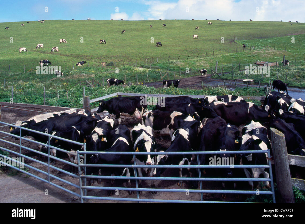 Point Reyes National Seashore, California, USA - Holstein Cows grazing ...