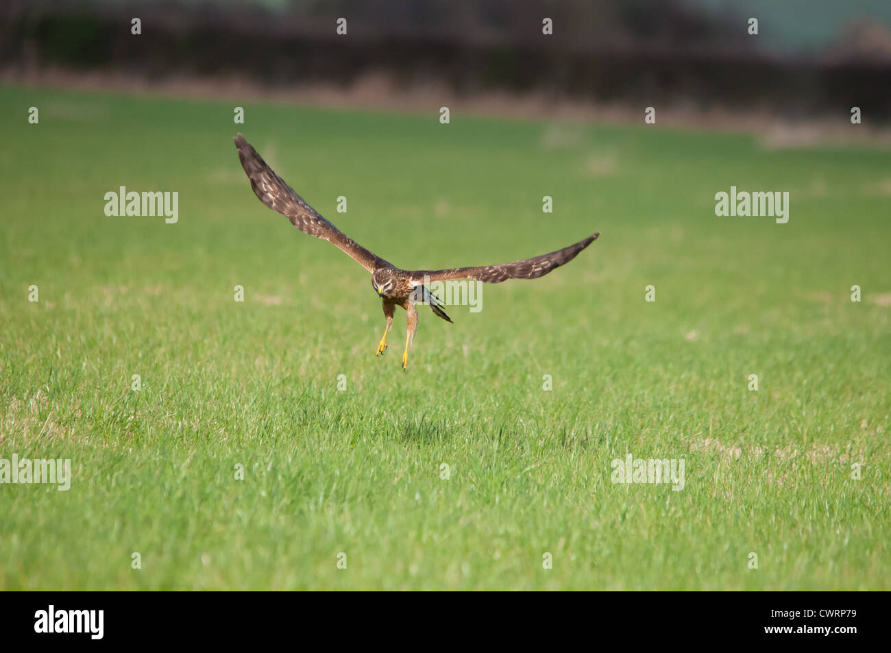Flying hen harrier uk hi-res stock photography and images - Alamy