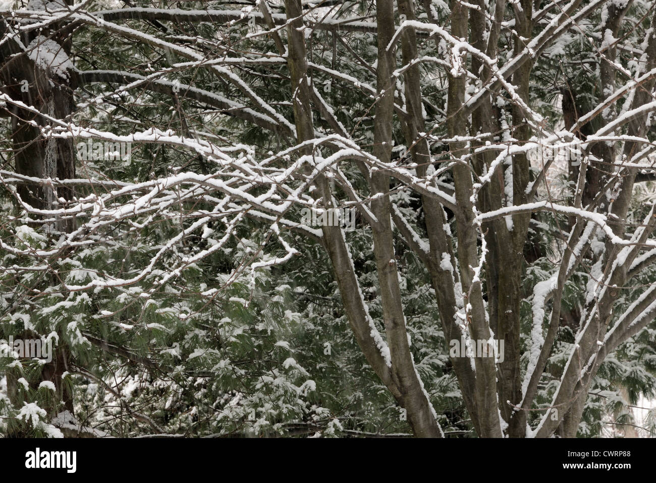 Mountain ash trees hi-res stock photography and images - Alamy