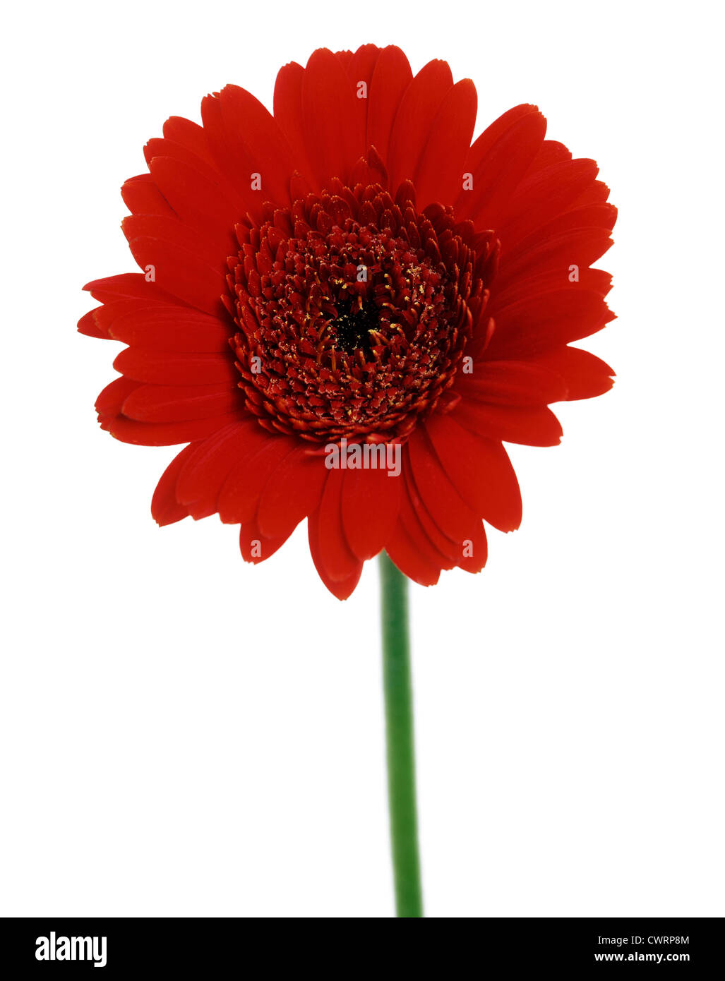 Gerbera flower side view Cut Out Stock Images & Pictures - Alamy