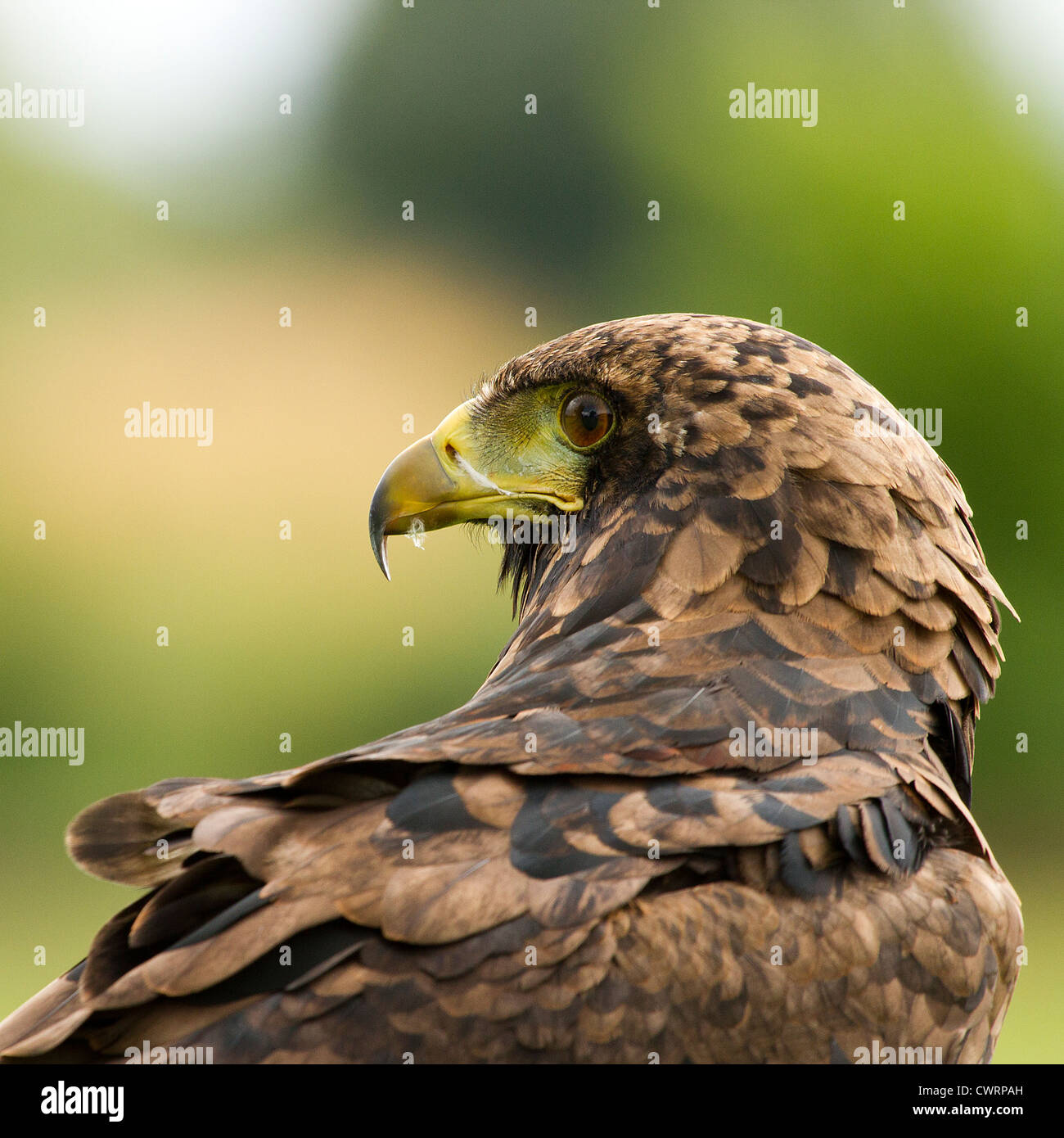 An eagle surveys its surroundings at a raptor handling demonstration ...