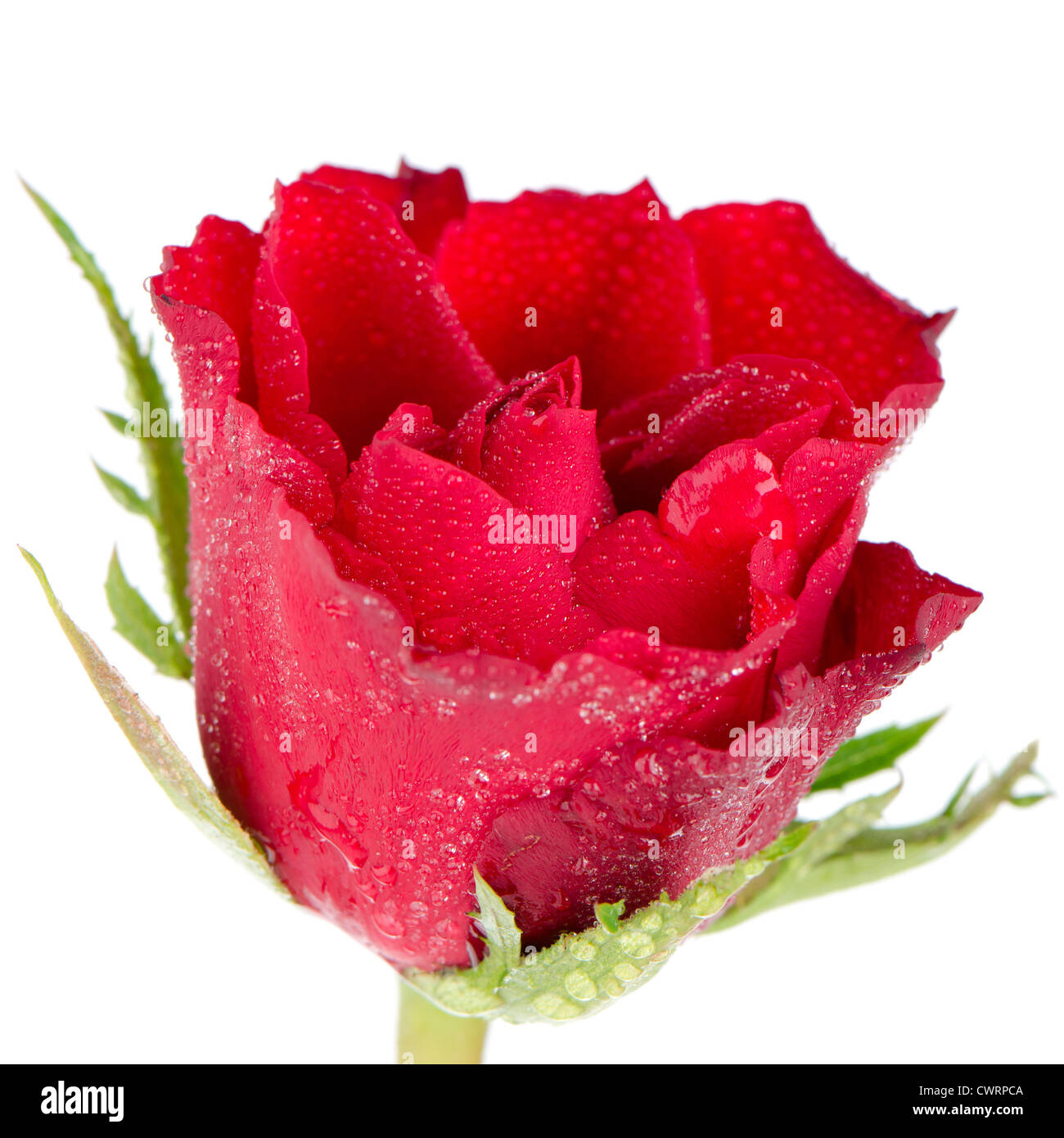 Red rose isolated over white background Stock Photo - Alamy