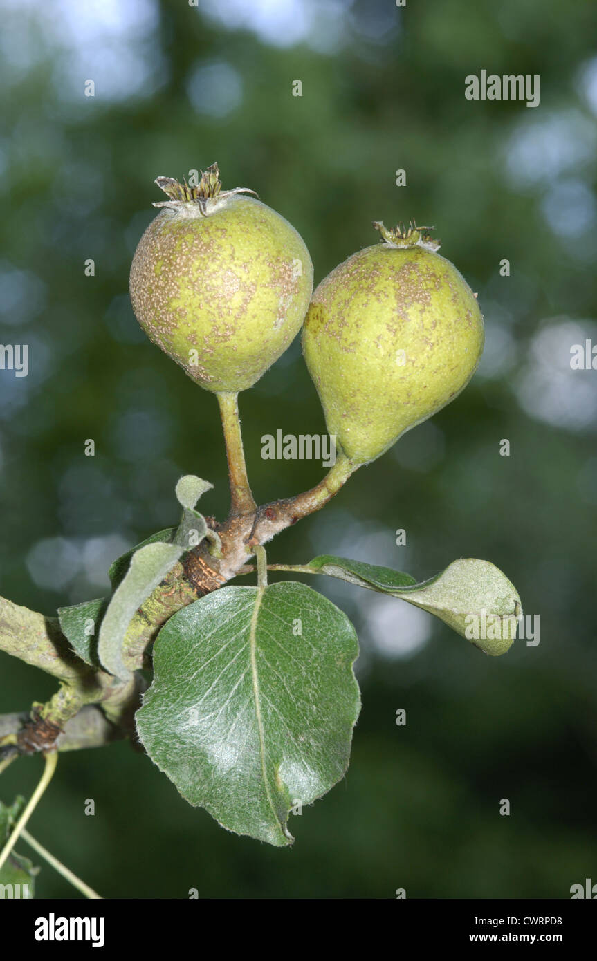 Wild Pear Pyrus pyraster Rosaceae Stock Photo - Alamy