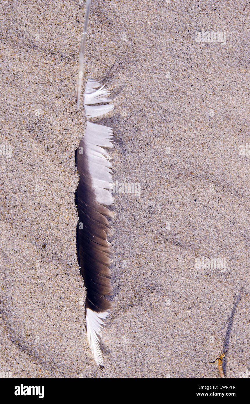 Bird quill in the sand. Natural sea view. Seaside details Stock Photo ...