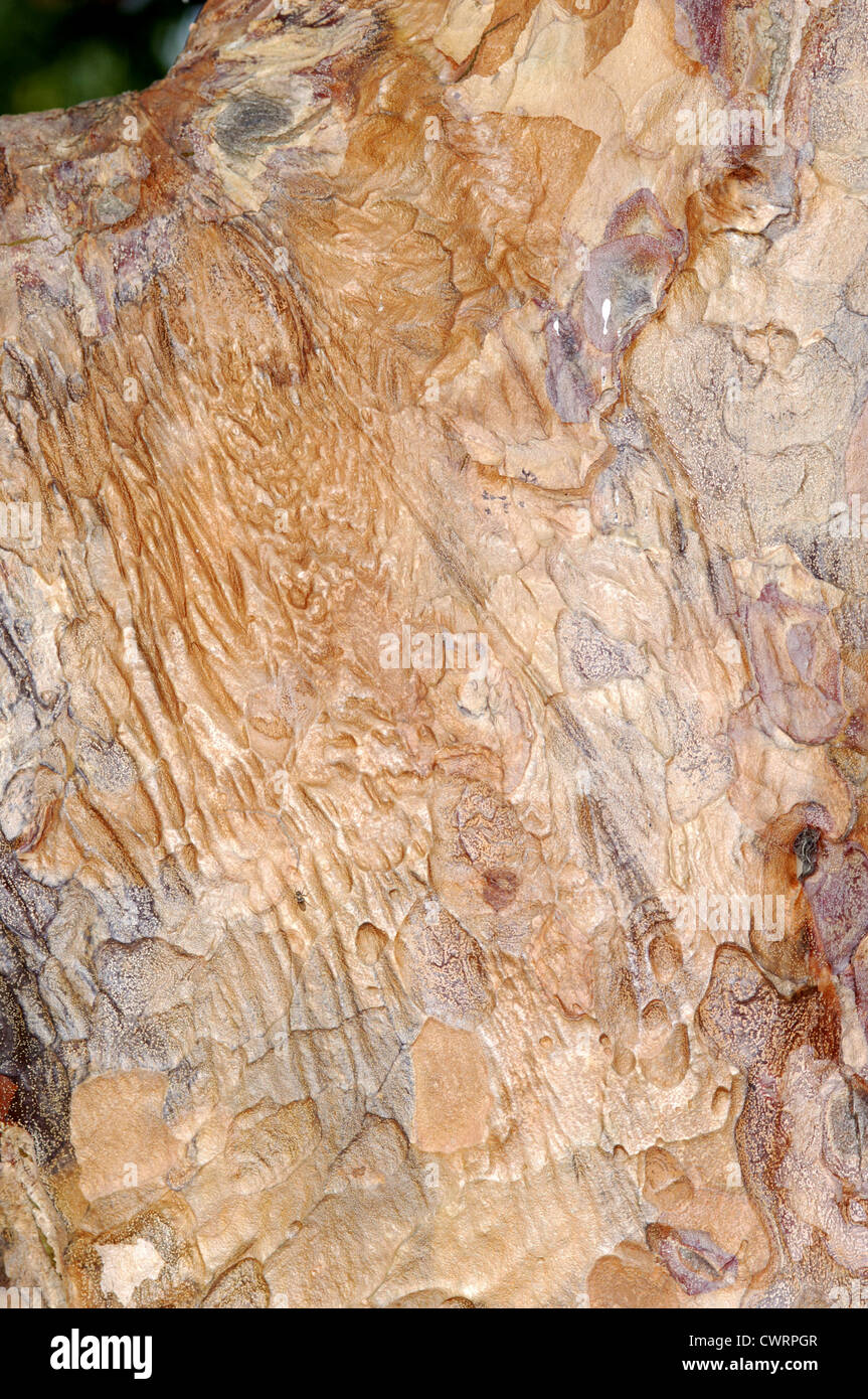 Paper bark maple tree hi-res stock photography and images - Alamy