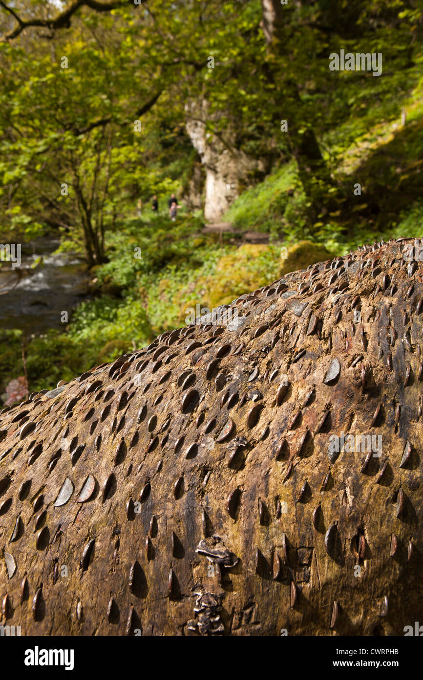 UK, England, Yorkshire, Malham, Janet’s Foss, coins embedded in tree ...
