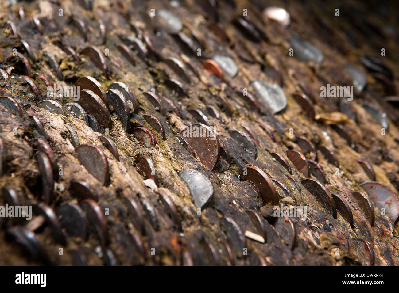 UK, England, Yorkshire, Malham, Janet’s Foss, coins embedded in tree ...