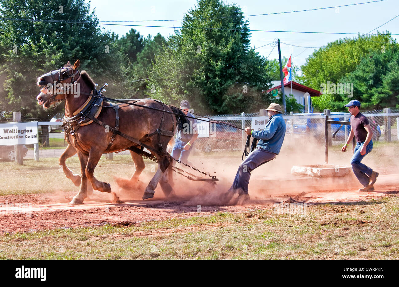 The horse pull competition at the Evangeline Agricultural Exhibition ...
