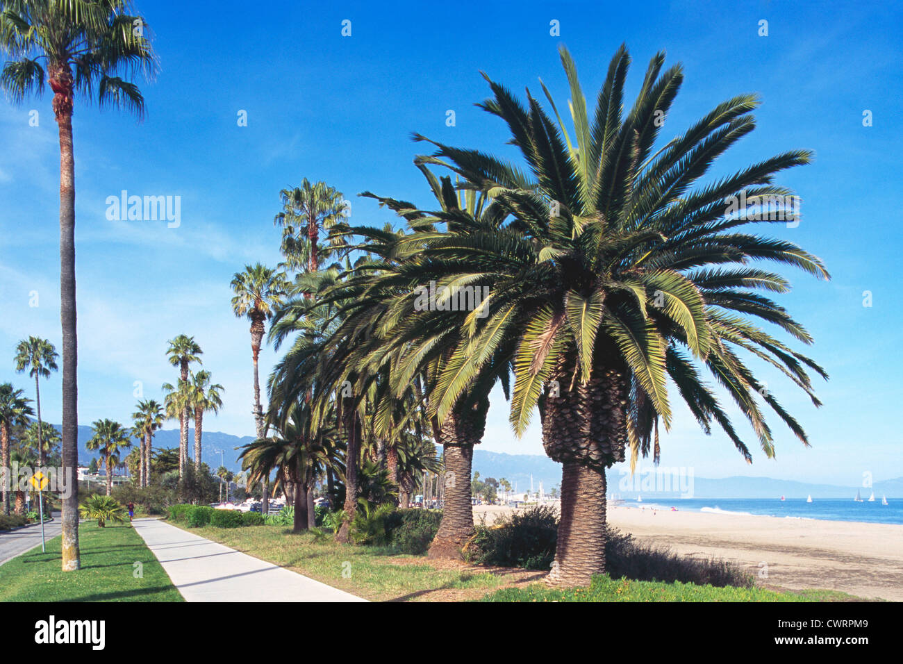 Santa Barbara, California, USA - Palm Trees growing in Shoreline Park ...